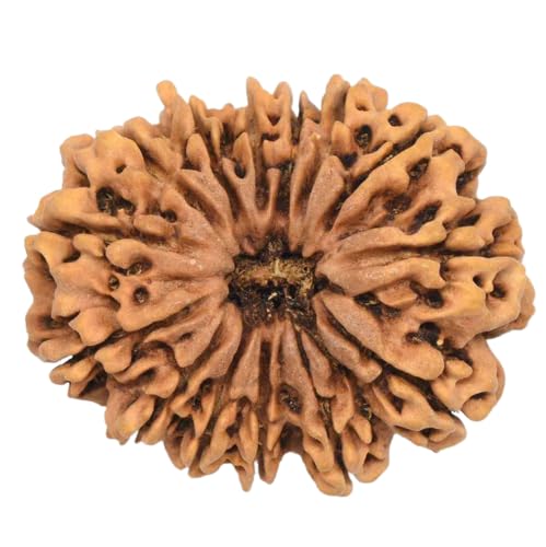 Gemstone Industry 14 मुखी नेपाली ओरिजिनल रुद्राक्ष Natural Chaudah ...