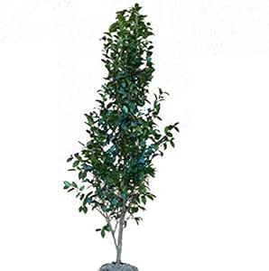 Amazon.co.jp: Japanese Tsubaki Tree Height Approx. 5.9 - 6.6 ft (1.8 ...