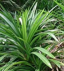 KAROLANE® Biryani Leaves Rampe-Pandanus Amaryllifolius Live Plant ...