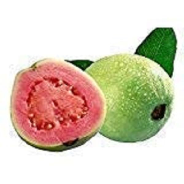 Everfit agro Rare Red Amrud Plant Fruit Tree Guava Rare Apple Guava ...