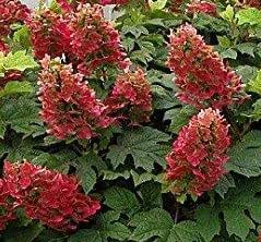 Amazon.com : Hydrangea Ruby Slippers-Oakleaf Hydrangea, Potted Plant 3 ...