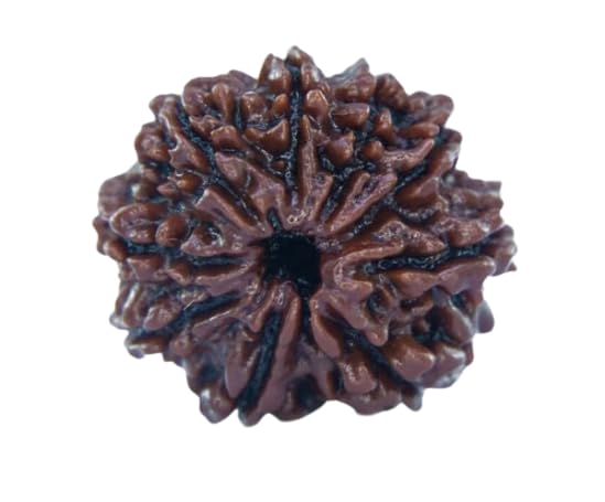 NEXG Real 9 Face Rudraksha Original Certified Nepal Religious 9 Mukhi ...