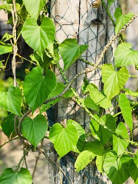 SelfLine | Giloy, Gulvel, Giloy Outdoor Plant Fresh Stems : Amazon.in ...