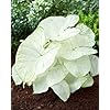 Amazon.com : 6 Florida Moonlight Caladium Bulbs for Planting - Fancy ...