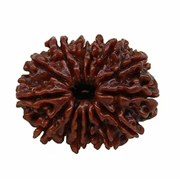 NEXG 14 Mukhi Rudraksha Original Certified Nepali AAA+++ Quality ...
