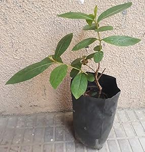 TENDER LEAVES Terminalia arjuna (Maruthu/Neermaruthu/Marutham/Jarul ...