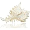 Amazon.com: TaoQ C Large Natural Sea Shells, Murex Ramosus shells, Huge ...