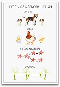 Amazon.com: Types Of Reproduction Educational Poster - Scientific And ...