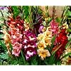 Amazon.com : (10) Pretty Flowering Perenials, Dwarf Glamini Mixed ...