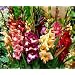 Amazon.com : (10) Pretty Flowering Perenials, Dwarf Glamini Mixed ...