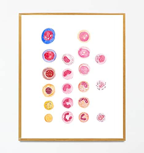 Amazon.com: Blood Cell Art, Medical Laboratory Wall Art, Hematology ...