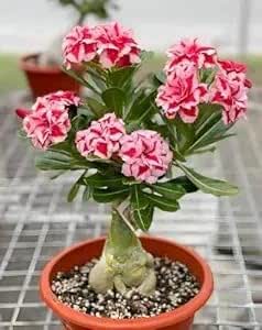 GREENZEN Premium Multicolor Adenium (Grafted)(Height- 1.5 ft) Flowering ...
