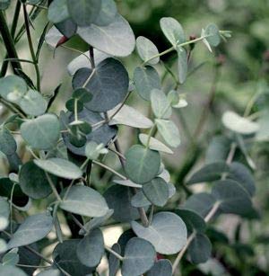 Dwarf Silver Dollar Eucalyptus