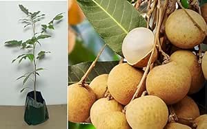 Green view Rare Dwarf Dimocarpus Longan, Longan Fruit Plant 1 Healthy Live Plant : Amazon.in ...