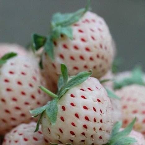 Ritz Farming Strawberry Seeds Big Sweet Pink Strawberries Fresh Fruit ...