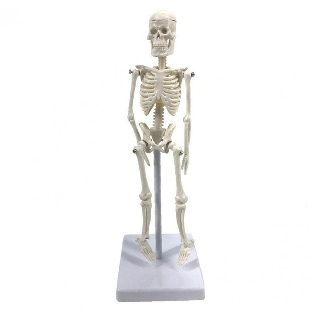 Buy TOSSPER Mini Human Skeleton Model for Anatomy, Full Body Human ...