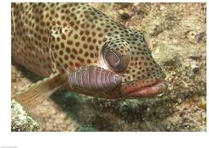 Amazon.com: Red Hind Fish Poster (24.00 x 18.00): Prints: Posters & Prints