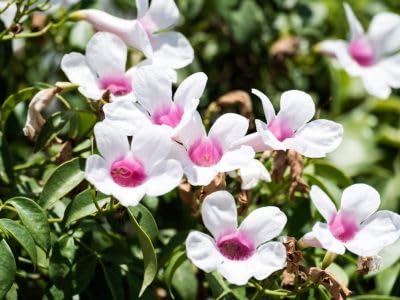 HariGuru Tecoma/Tikoma Vine White Flower"Hybrid - 1 Healthy Live ...