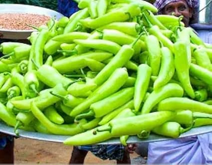 Buy NATURE WORLD PREMIUM DESI MIRCHI SEEDS GREEN CHILLI SEEDS FOR BIG ...