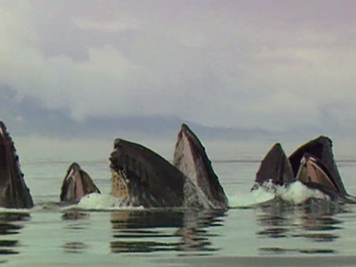 Watch Weird True and Freaky Season 1 | Prime Video