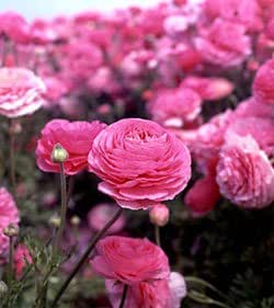 Amazon.com : Ranunculus - Tecolote - Pink 10 bulbs : Patio, Lawn & Garden