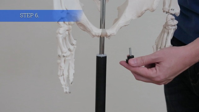 Watch Axis Scientific Classic Skeleton Assembly Guide on Amazon Live