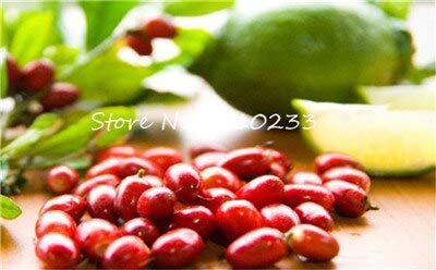 75 Pcstropical Miraculin Seeds Fruit Anacardium Occidentale Seeds Seeds ...