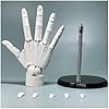 Amazon.com: Rahuel 1:1 Flexible Right Hand Model, Joints Moveable ...