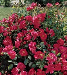 Amazon.com: Roseberry Blanket Groundcover Rose : Home & Kitchen