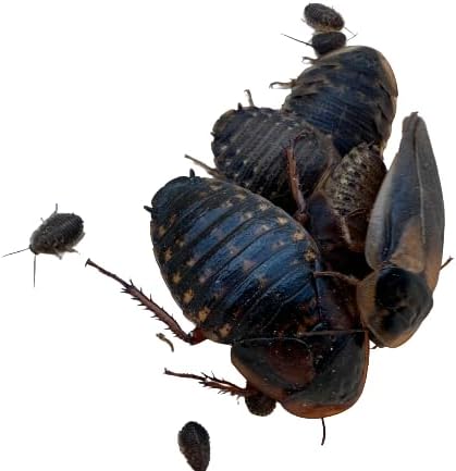 Amazon.com : Bad Ass Bugs Mixed Sized Dubia Roaches 200 Ct | Sizes 1/4 ...
