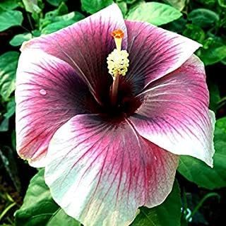 ROYAL PARADISE GARDEN Hibiscus Flower Plant Seed/China Rose Gudhal ...