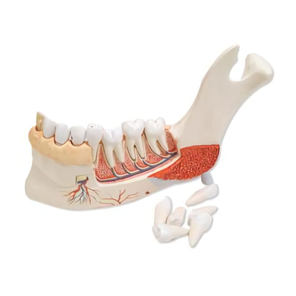 Buy YZDKJDZ Dental Right Lower Jaw Teeth Study Model, Anatomically ...