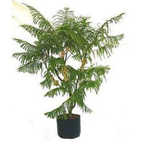 Live Fruit Plant Star Gooseberry/Nellipuli Plant Exotic for Gardening ...