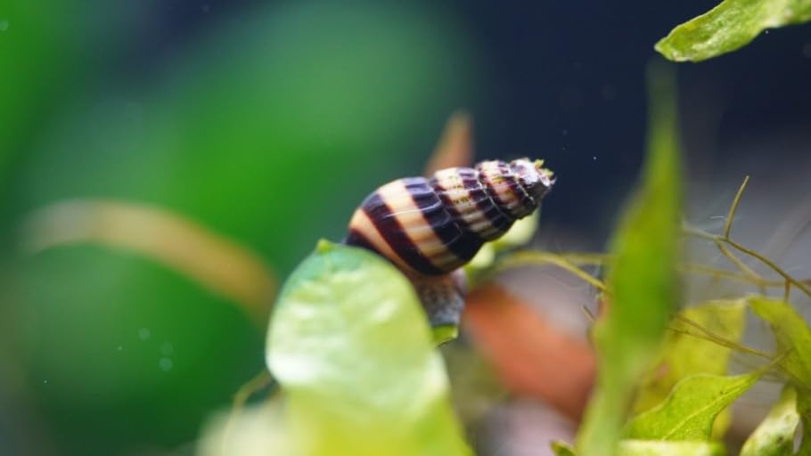 Amazon.com : Swimming Creatures 10 Assassin Snails Live for Freshwater ...