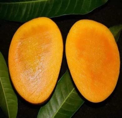 Hybrid Himsagar Grafted Mango Khirsapati Plant Plants Tree : Amazon.in ...