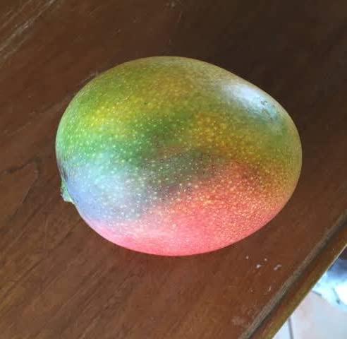 Buy The Little Boo - Exotic Thai Rainbow Mango - Grafted - Very Rare, y ...