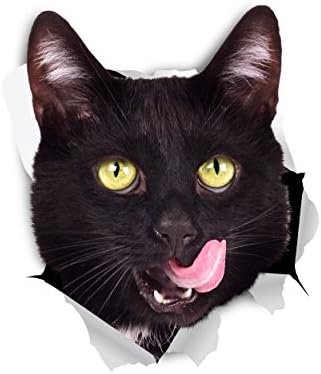 Winston & Bear 2 Pack English Bulldog 3D Wall Decals - Realistic Vinyl ...