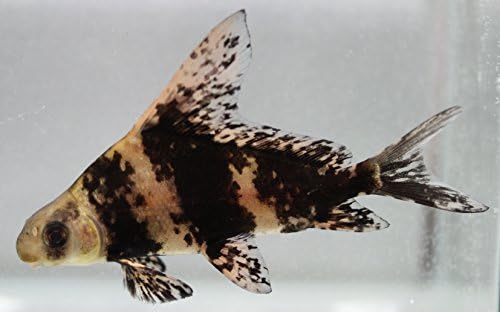 Amazon.com : 3 pack Live 3 inch Hi Fin Sharks for Aquarium Fish Tank or ...