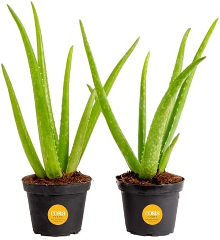 Amazon.com : Live Aloe Plant (Aloe barbadensis Miller, Aloe Vera) in 2. ...