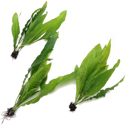 Java Fern on 3 x 2.5 Coco Mat | Microsorum Pteropus - Easy Tropical ...