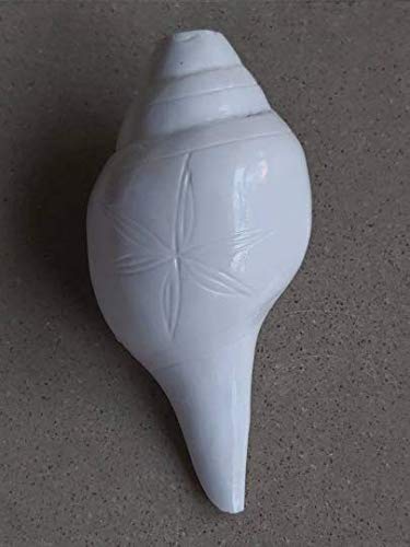 CrystalXpress Conch Shell/Blowing Shankh : Amazon.in: Musical Instruments