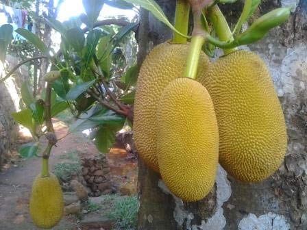 Creative Farmer Live Plant Jack Fruit Then Varikka Chakka (Jack Plant ...