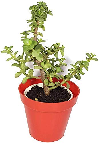 Mohini Nursery - Button Live Plant. Air Purifying Natural Plant Lucky ...