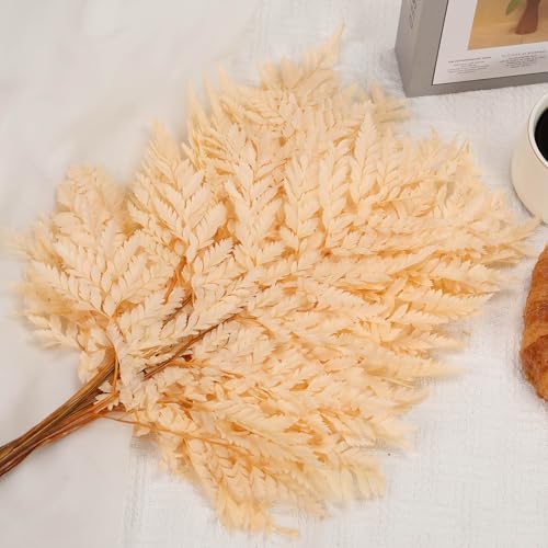 Amazon.com: Fern Preserved Black Ferns, 10 PCS Dried Boston Fern with ...