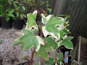 3 X Fatshedera Lizei Variegata (Sent in 9cm pots) : Amazon.co.uk: Garden