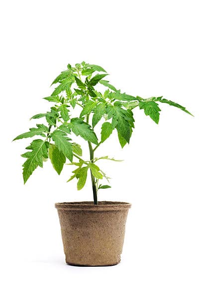 PlantaZee Live Red Tomato/Tamatar Plant with Pot - Healthy Plant ...