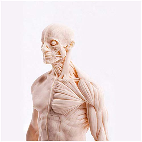 Buy Educational Model Male Anatomy Figure - Human Skeleton Anatomical ...