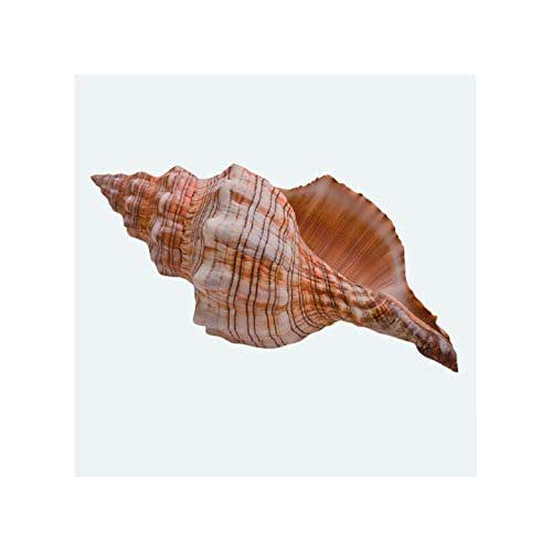 Amazon.com: Large Conch Shell Wall Decal - Design 1-12" wide x 7" tall ...