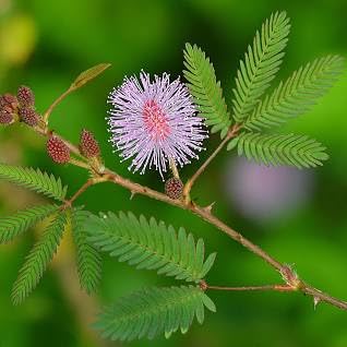 PB HONEY PRIYA PLaNTS Live Real Chui-MUI Plant (Mimosa Sensitive Tree ...