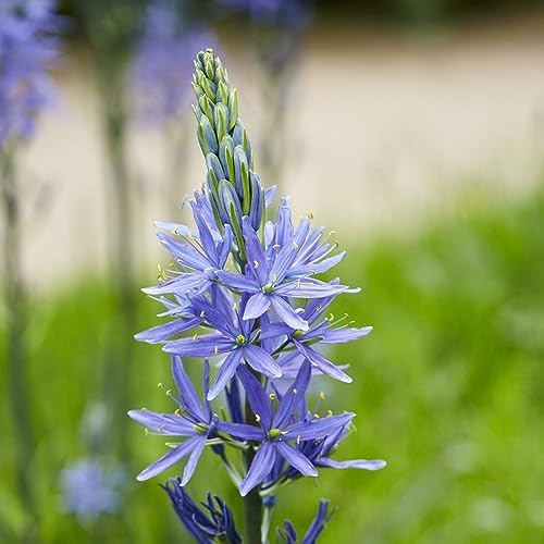 Camassia Leichtlinii Caerulea Garden Plant Hardy Bulb Flowering Garden ...